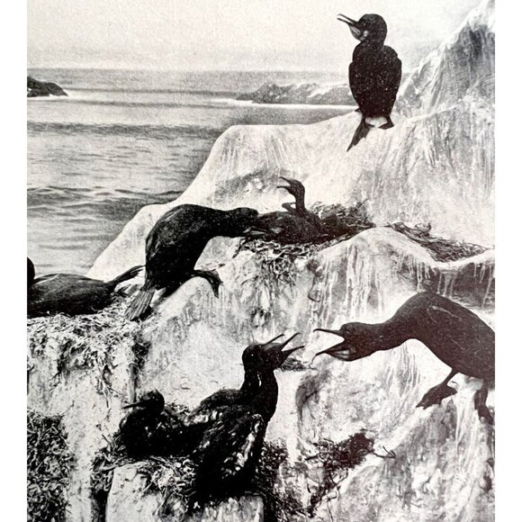 Art | Brandts Cormorants In Monterey California 1936 Bird Print Nature ...